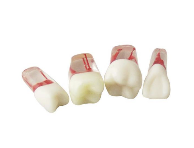 Endo Tooth Number 24 – Pack of 5 | The Dental Market