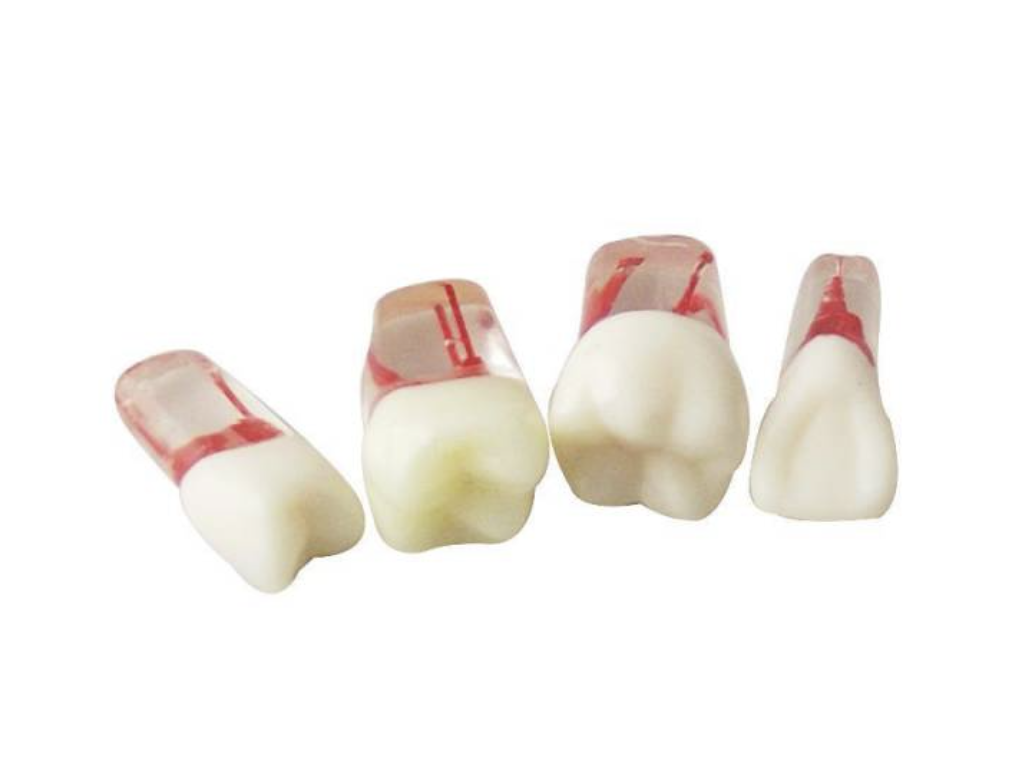 Endo Tooth Number 46 – Pack of 5 | The Dental Market